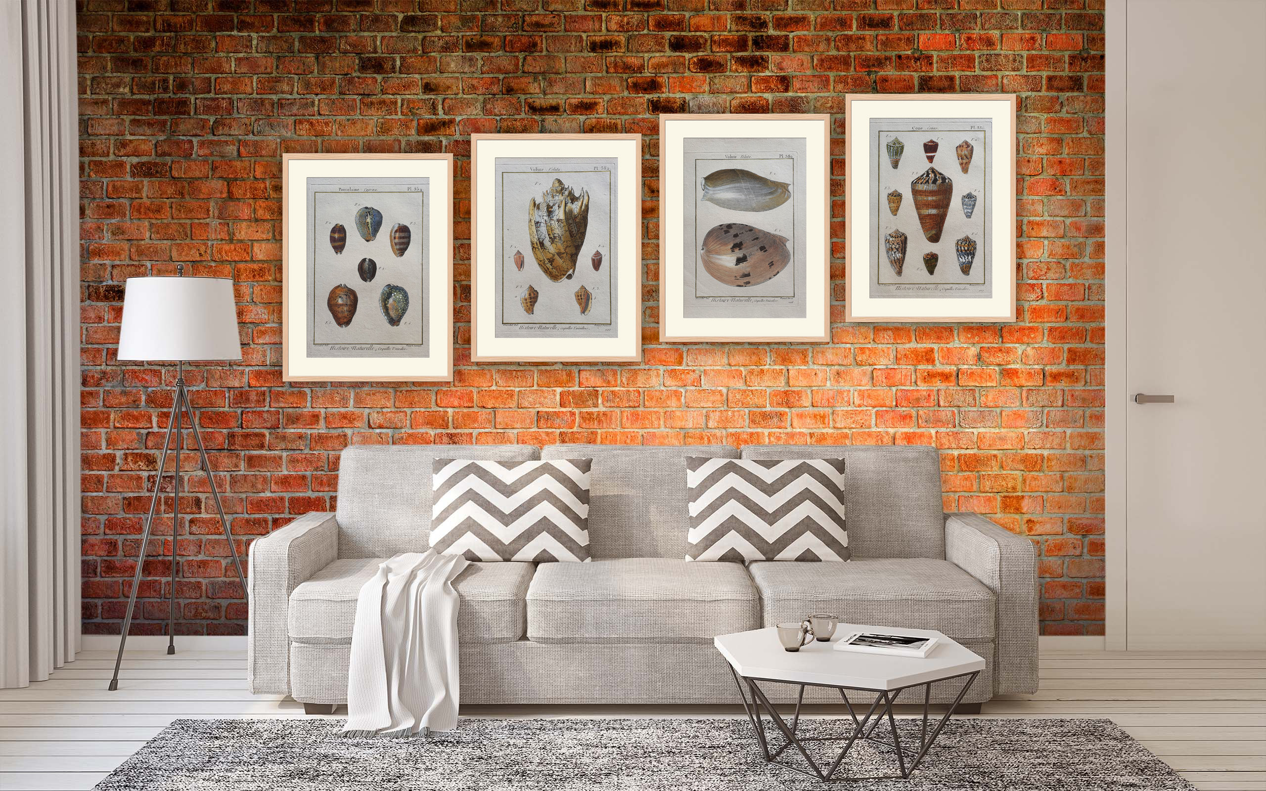 Animals - Sea Shell - Coquilles Univalves : Cône (conus) - Univalve ...