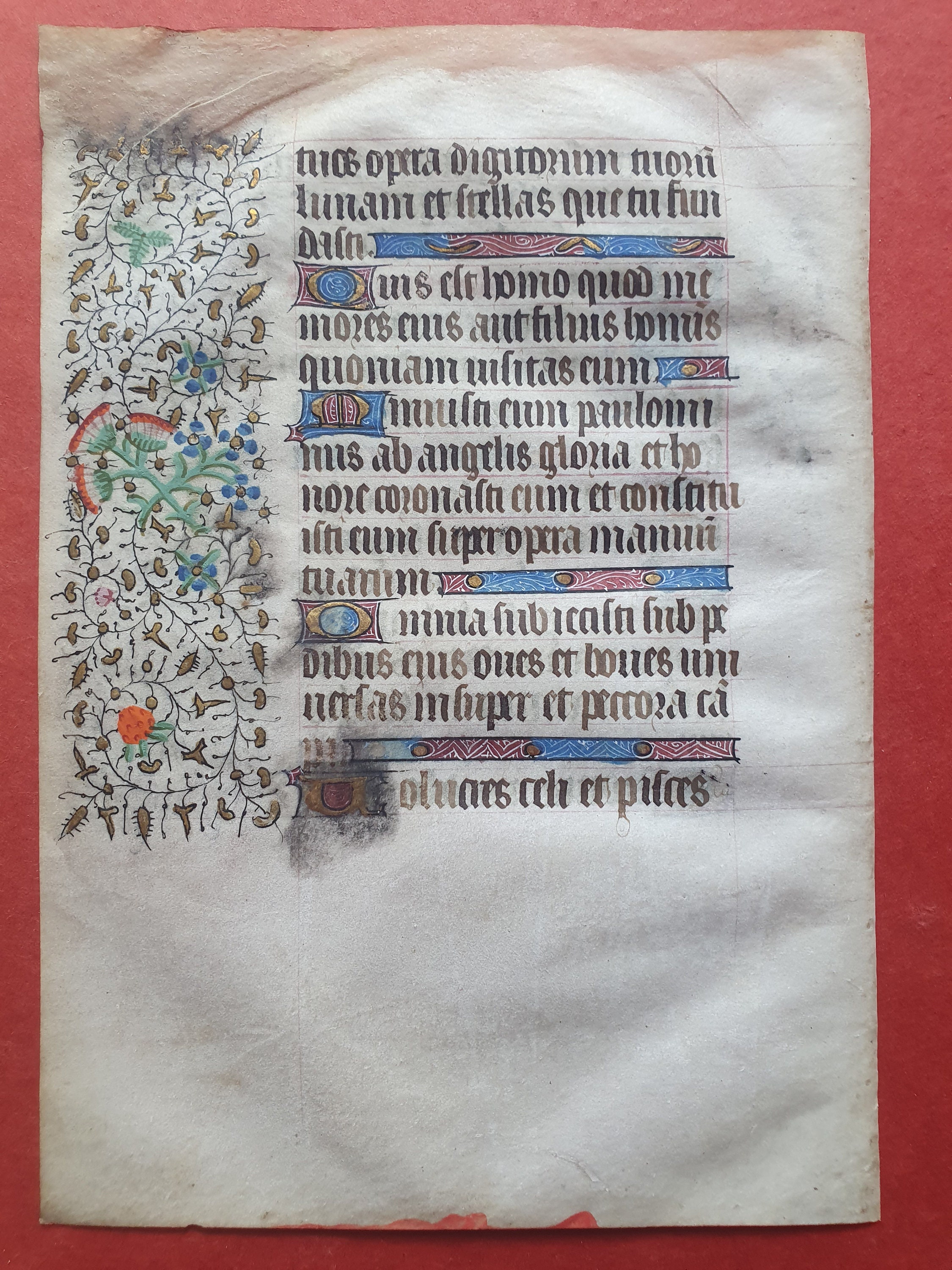 Middle Ages Rare, Illumination : Sheet From a Medieval Manuscript on ...