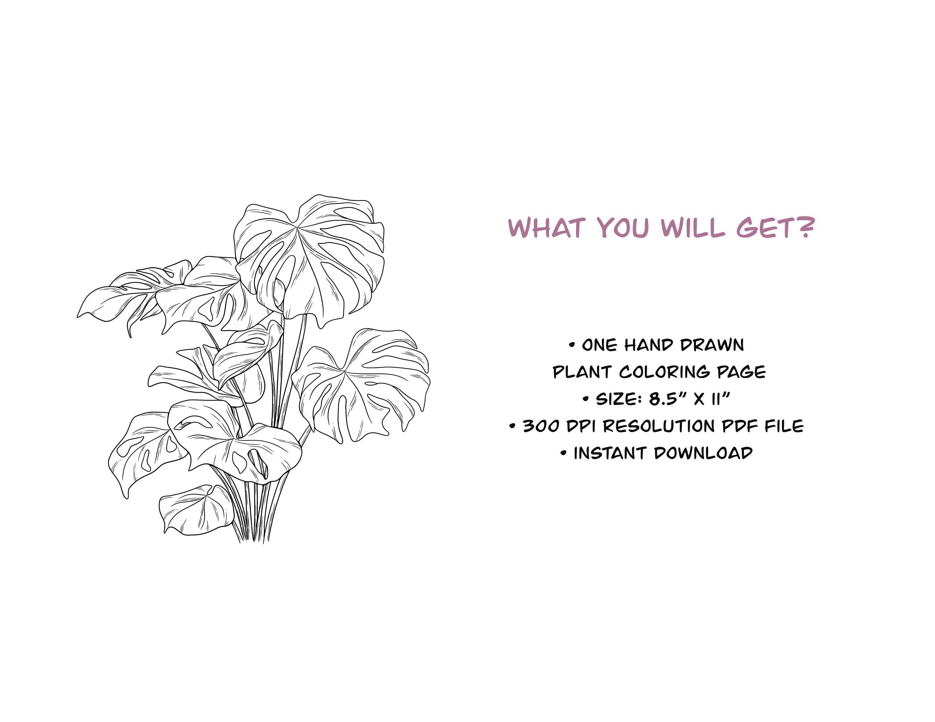 Printable Adult Coloring Page Monstera Leaf Botanical Plant - Etsy
