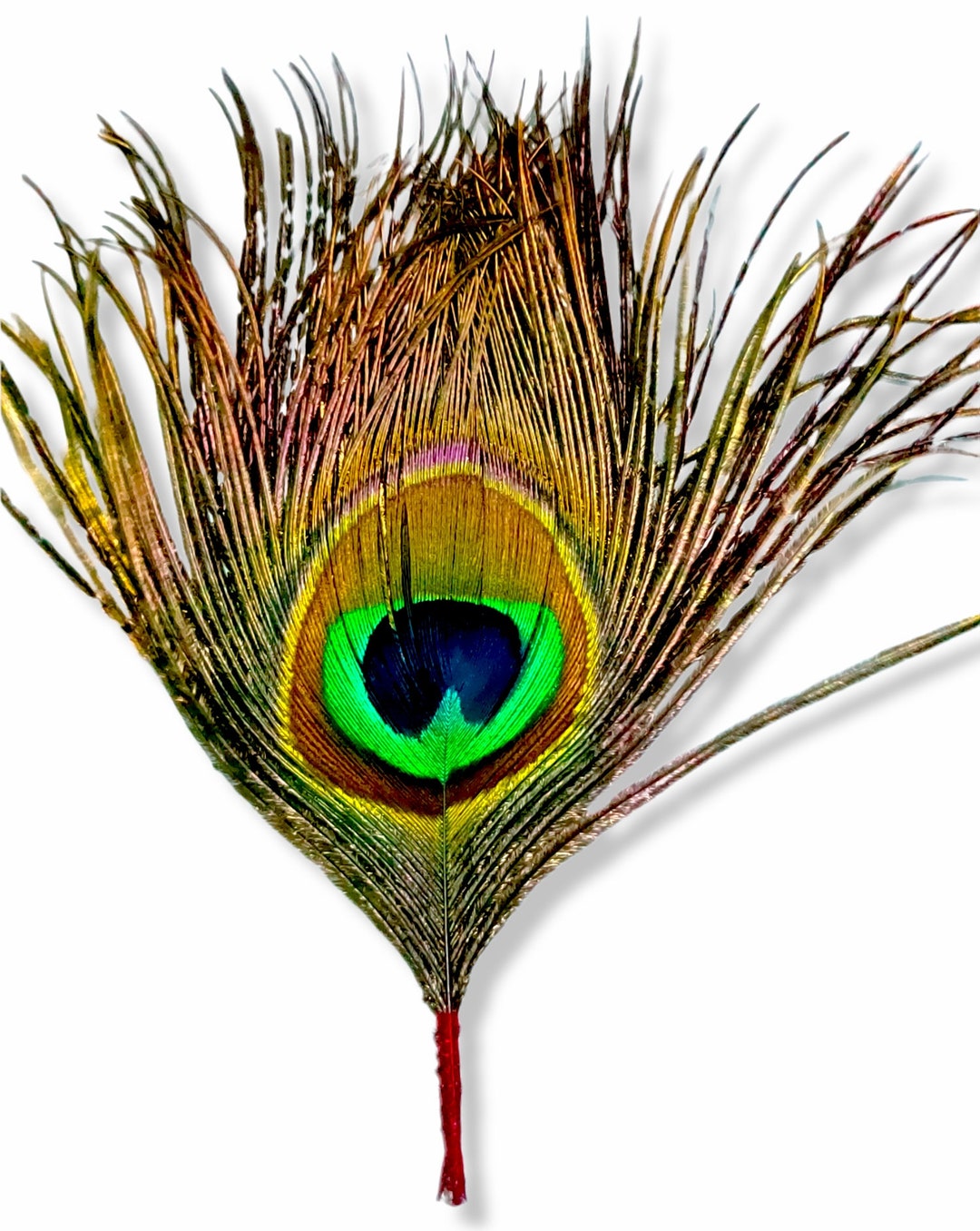 Rajasthani Morpankh Set of 5 Big Size Peacock Feather 5 Inch Length for ...