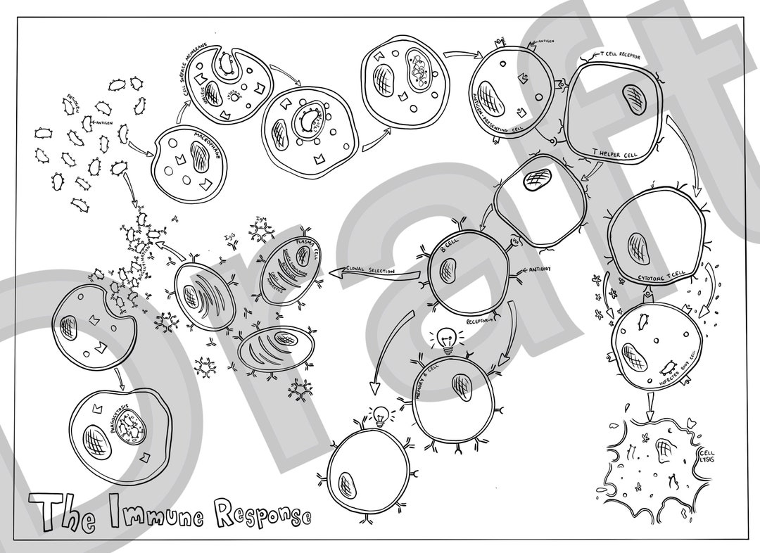 Immune Response Colouring Sheet A Level Biology - Etsy