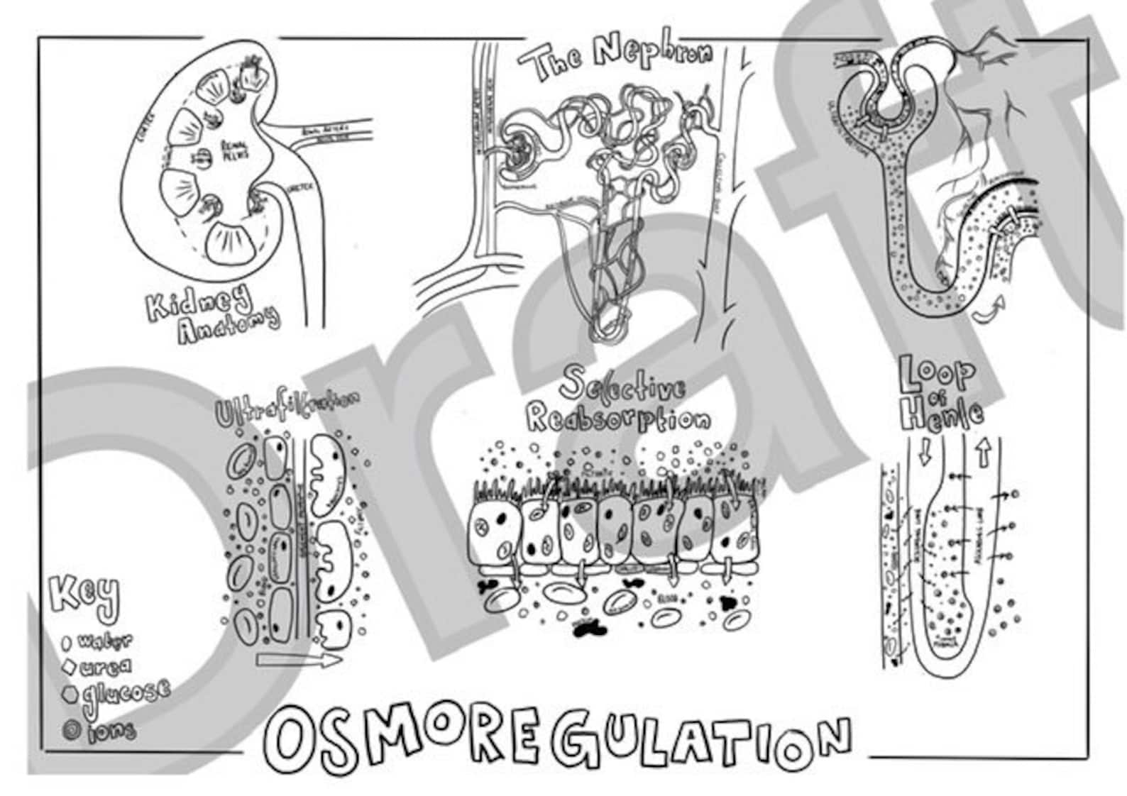 Osmoregulation Kidney Colouring Sheet A Level Biology - Etsy