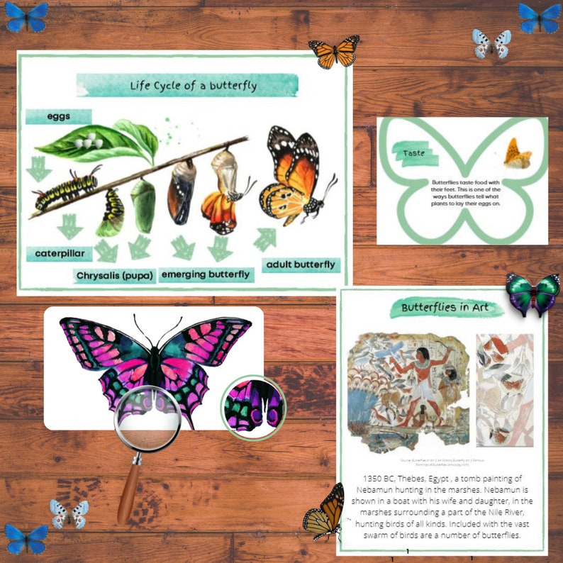Butterflies Unit Study games and Activities for Preschool Through Elementary - Etsy
