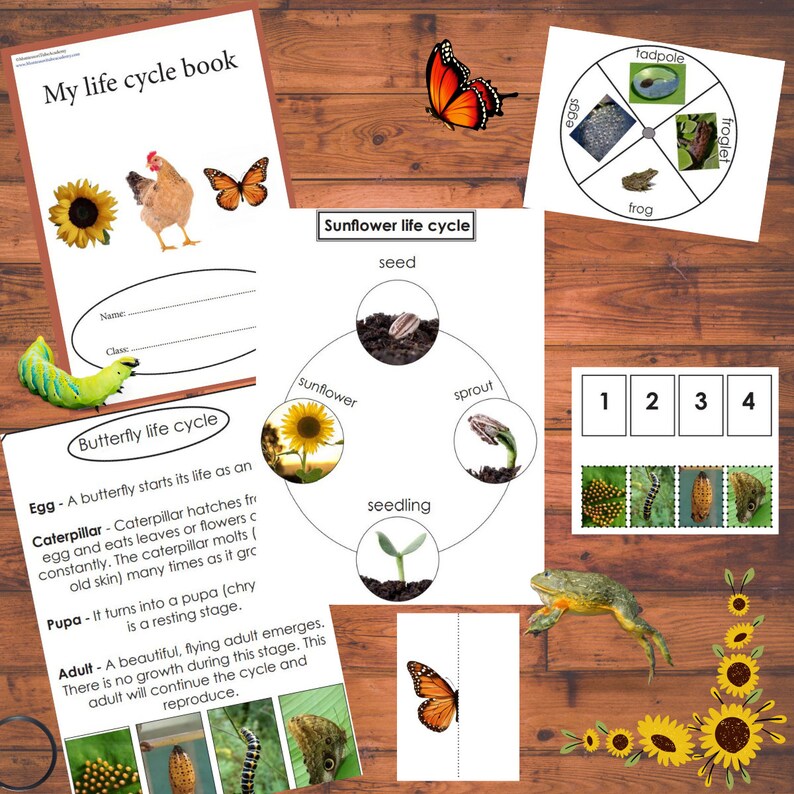 Life Cycle Cards butterfly, Frog, Sunflower, and Chicken - Etsy