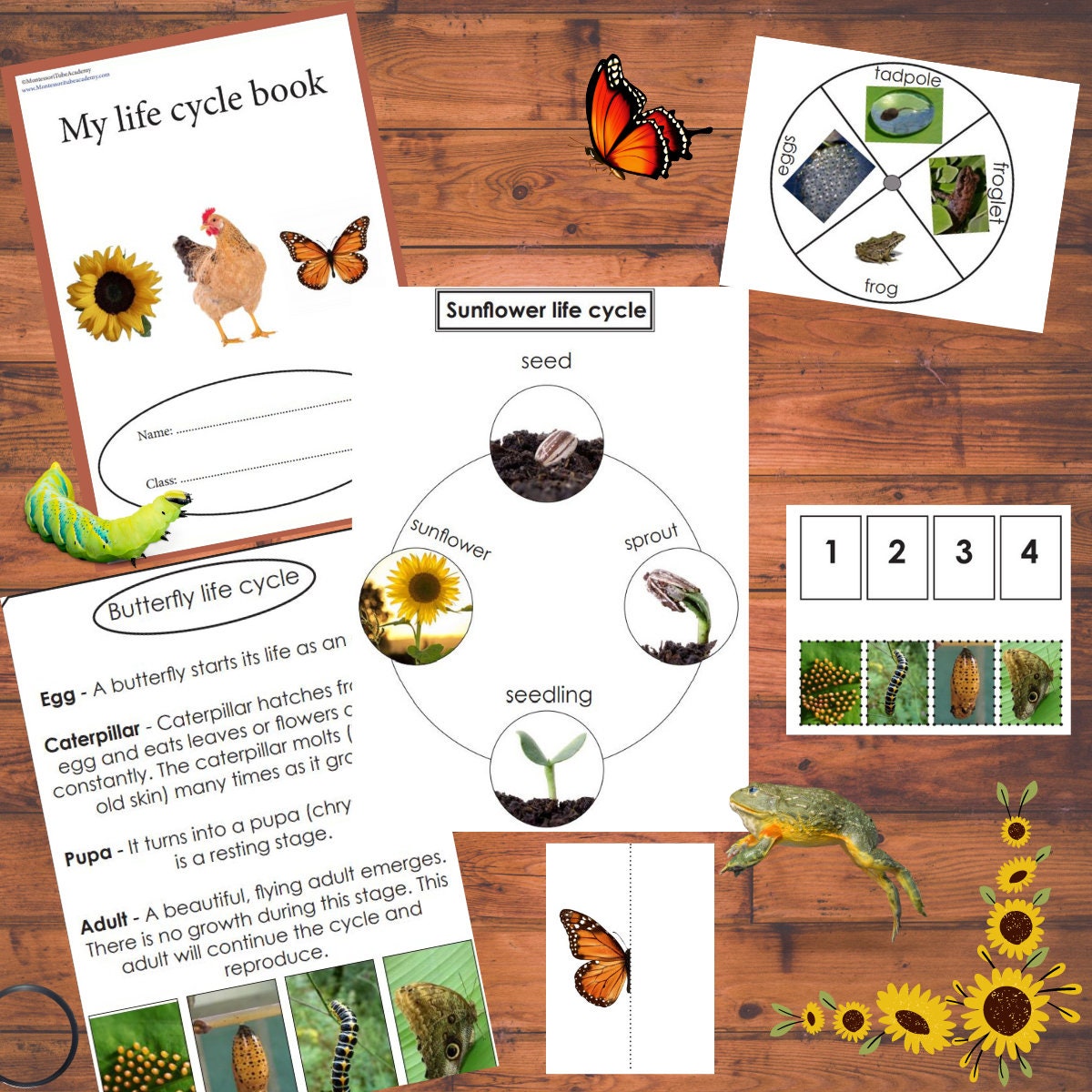 Life Cycle Cards butterfly, Frog, Sunflower, and Chicken - Etsy