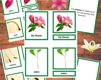 Montessori 3 Part Cards Parts of a Bee - Etsy