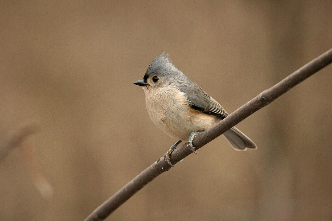 Tufted Titmouse, 5x7, 8x10, 8x12, 11x14, 11x17 Lustre/satin Photograph ...
