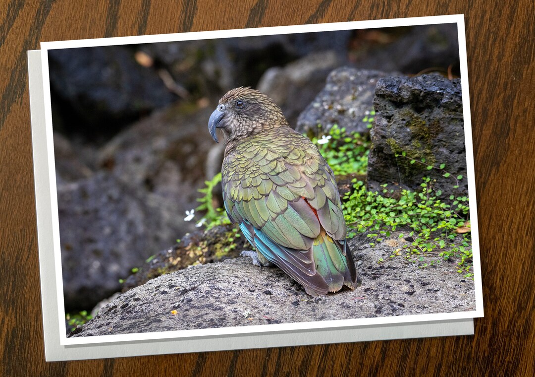 Photo Notecards: Auckland NZ Zoo Animals Meerkat, Kea, Zebra, Mandrill ...