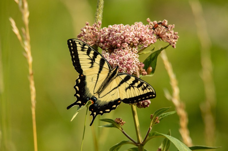 Eastern Tiger Swallowtail Photograph on Lustre/satin Paper, 5x7, 8x10 ...