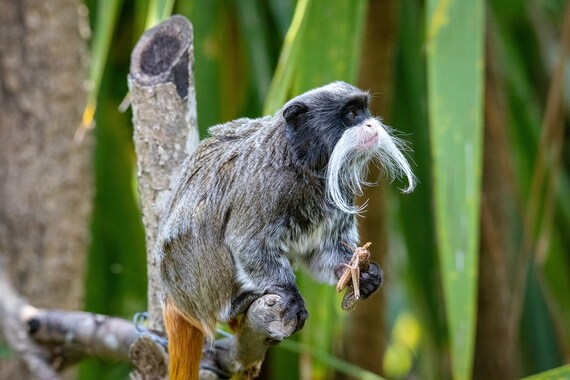 Emperor Tamarin