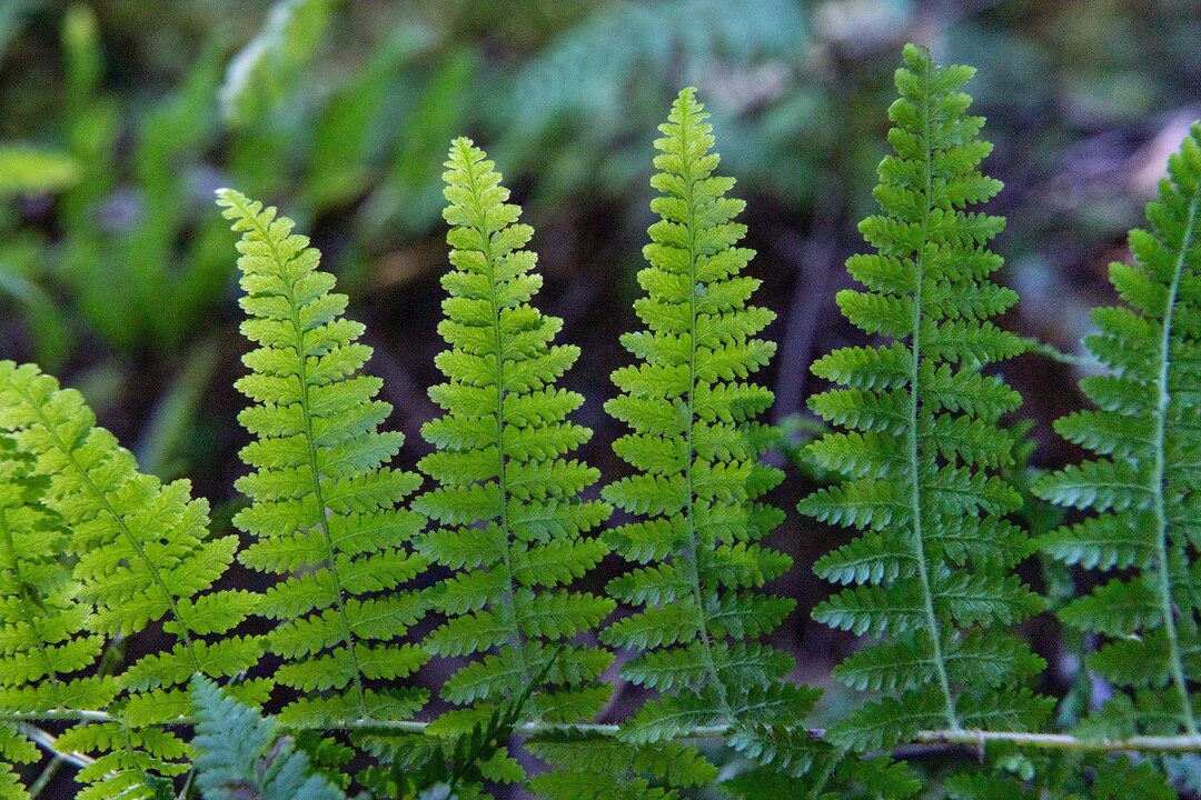 Eastern Hay-scented Fern Photograph on Lustre/satin Paper, 5x7, 8x10 ...