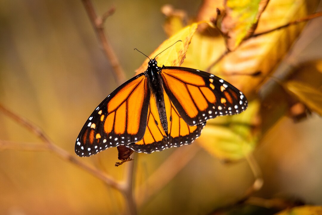 Monarch Butterfly Fall Autumn Photograph 5x7, 8x10, 8x12, 11x14, 11x17 ...