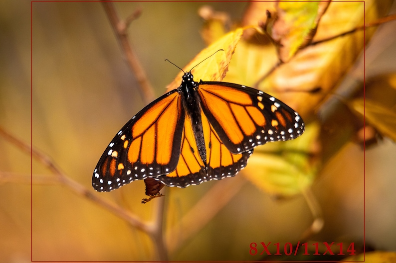 Monarch Butterfly Fall Autumn Photograph 5x7, 8x10, 8x12, 11x14, 11x17 ...