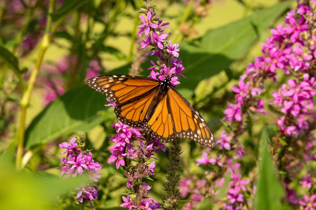 Monarch Butterfly Photograph on Satin/lustre Paper, Multiple Sizes - Etsy