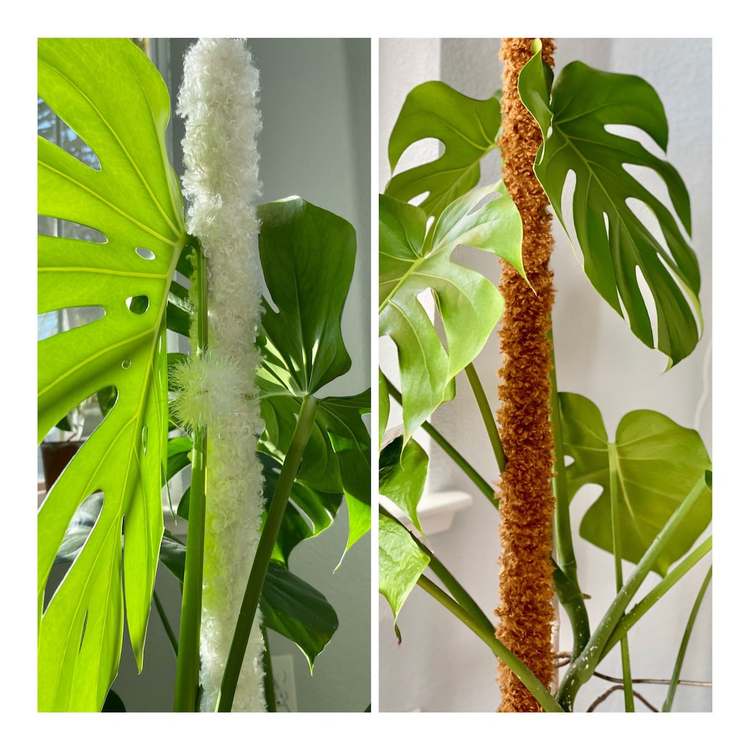 Momo Pole—36” Solid Wood Handmade Soft and Cuddly Plant Support "moss ...