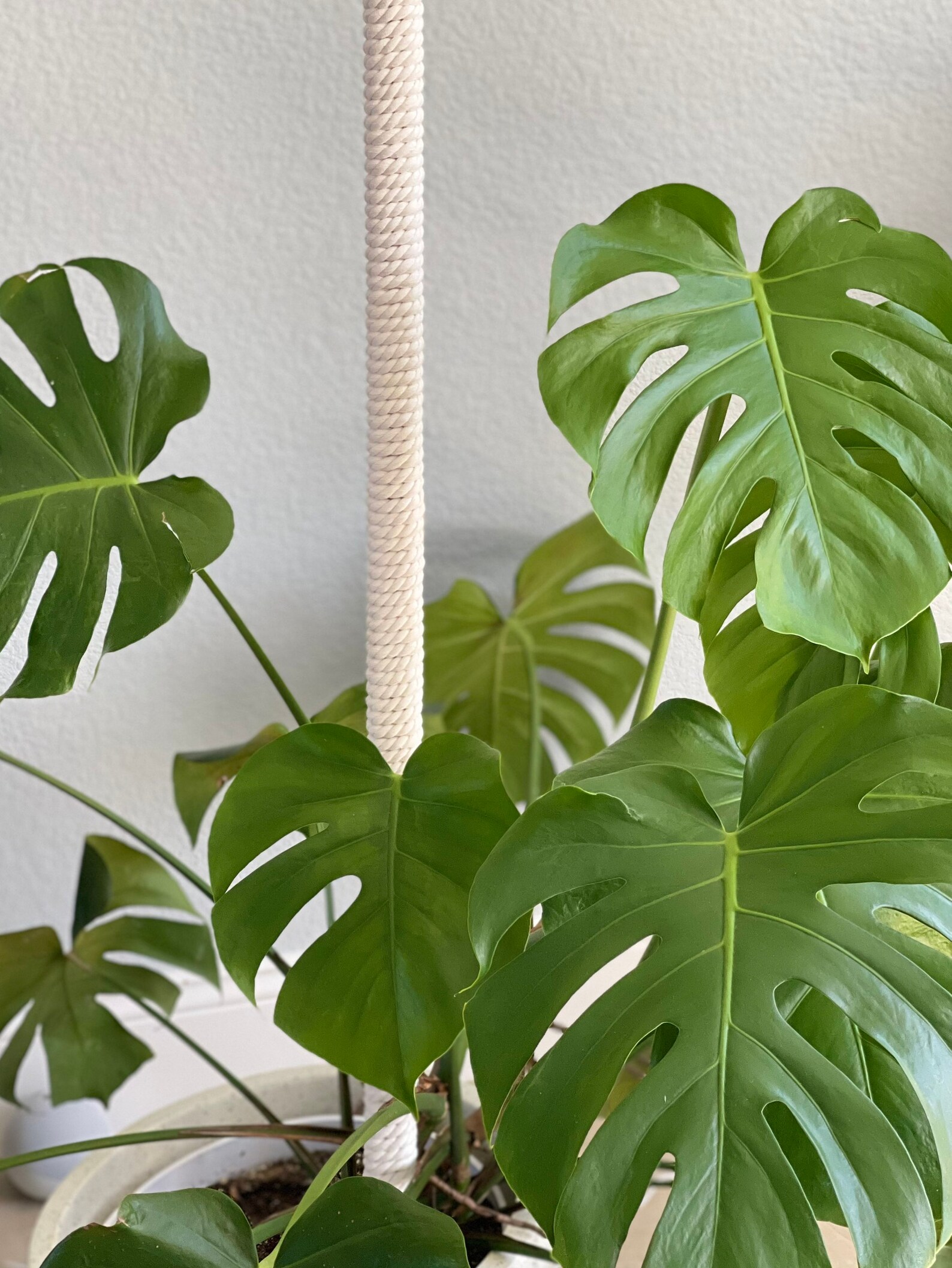 36 Inch Solid Wood Handmade Soft Organic Cotton Macrame Plant Support ...