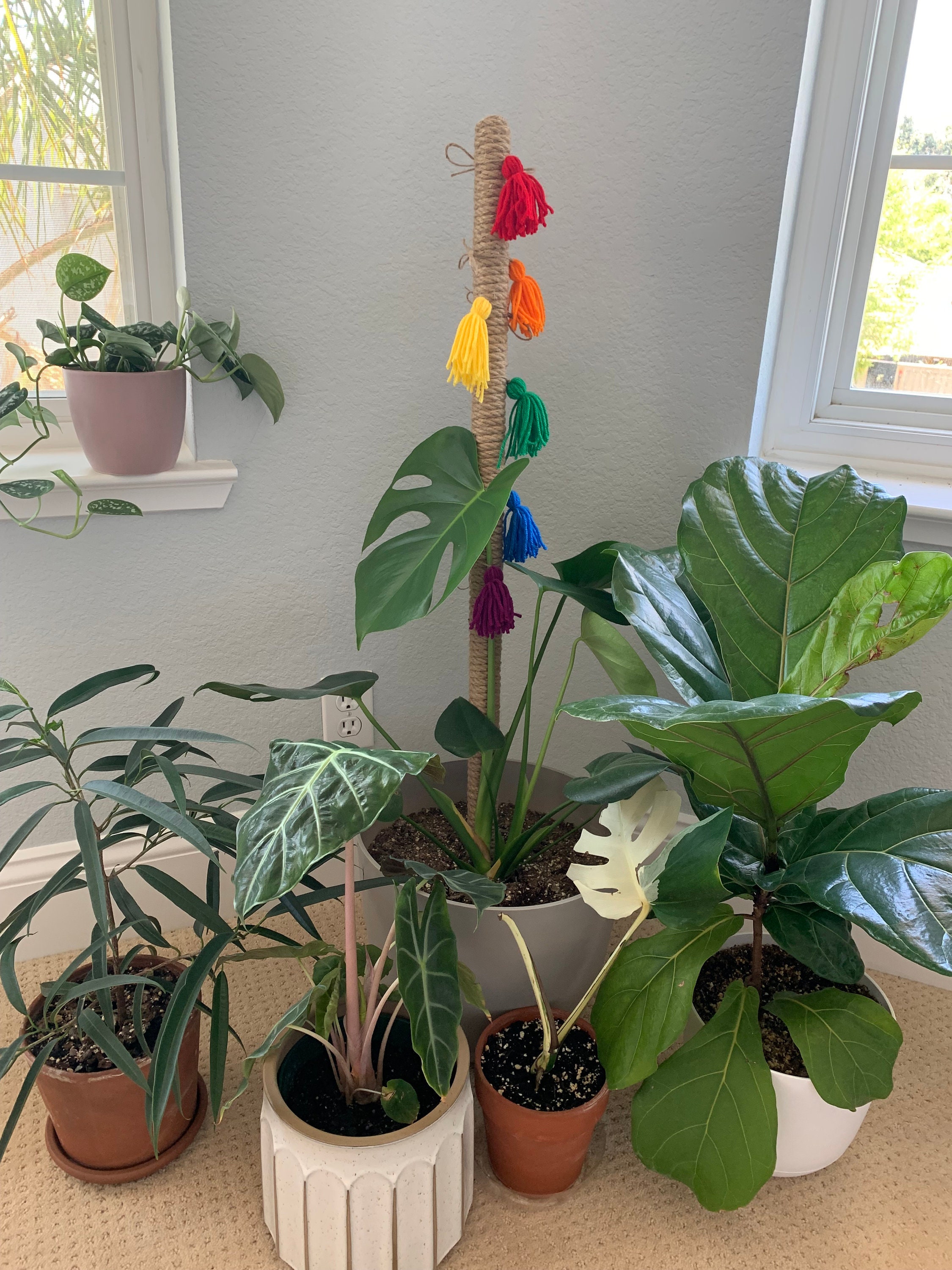 Rainbow Plant Pole—36” Solid Wood Handmade Jute Plant Support Pole W/ 6 ...