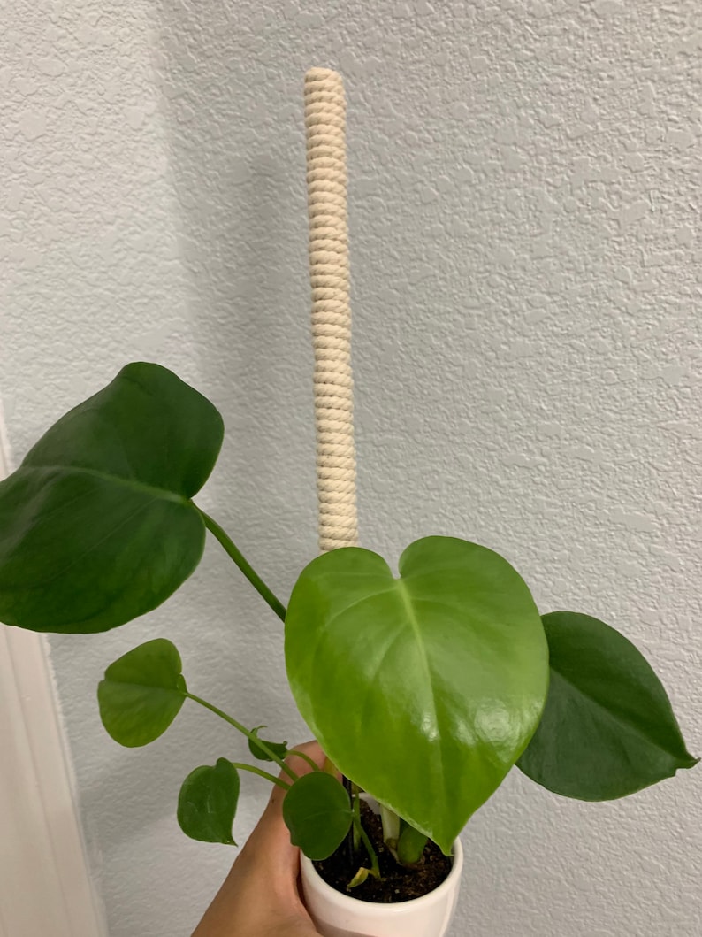 16 Inch Handmade Soft White Cotton Macrame Twine Plant Support - Etsy