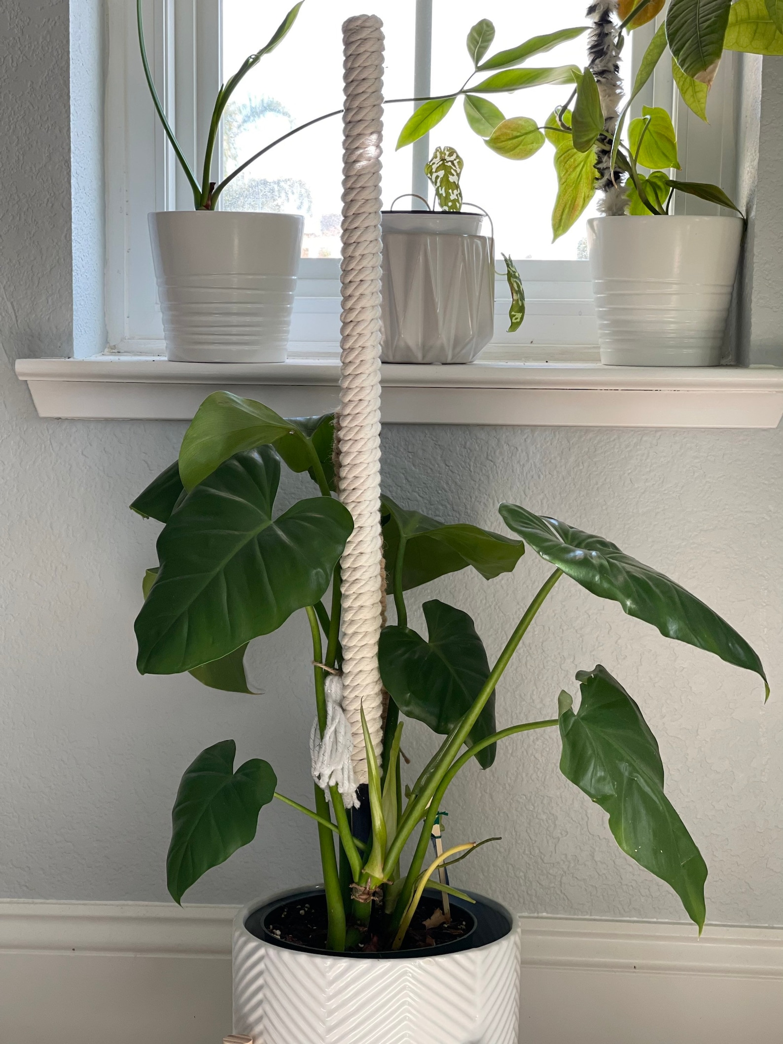 24 Inch Handmade Soft Organic White Macrame Glam Cotton Plant Pole for ...