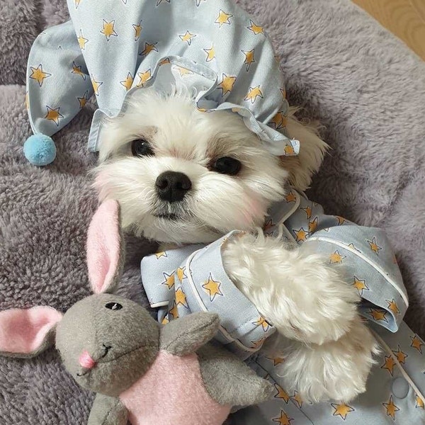 Pajamas for Dogs - Etsy