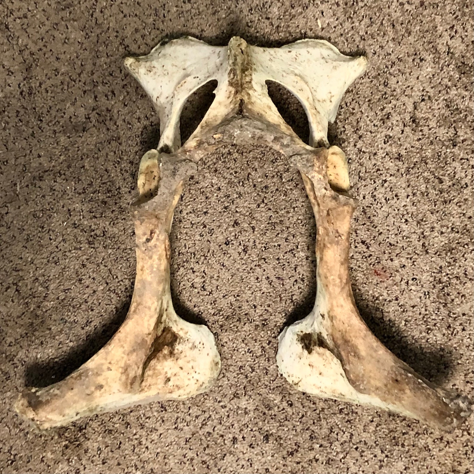 Cow Pelvis Found Object Nature Cleaned Bone Art - Etsy