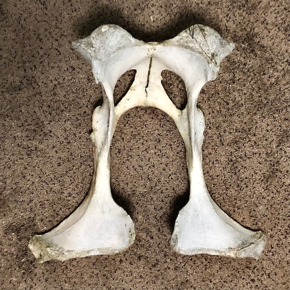 Cow Pelvis Found Object Nature Cleaned Bone Art - Etsy