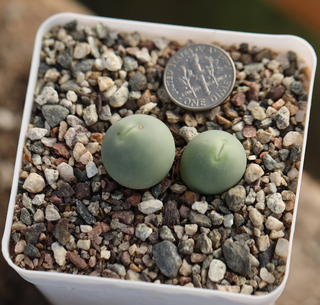 Plant-conophytum Calculus Full Pot - Etsy