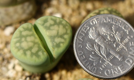 Plant Lithops Karasmontana 'avocado Cream' C370A | Etsy