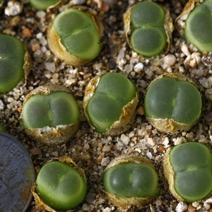 Plant-one-conophytum Ratum Horn - Etsy