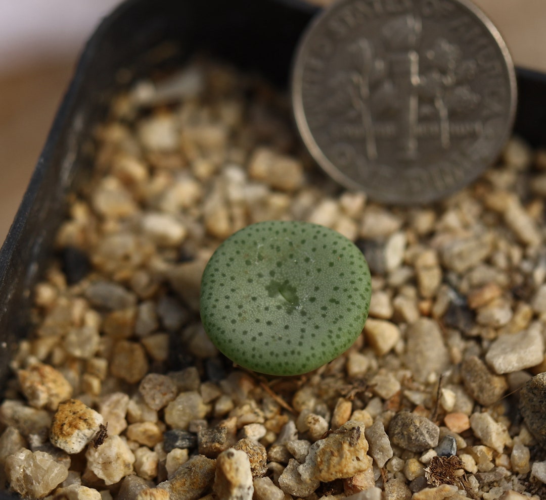 Plant Conophytum Crateriforme - Etsy