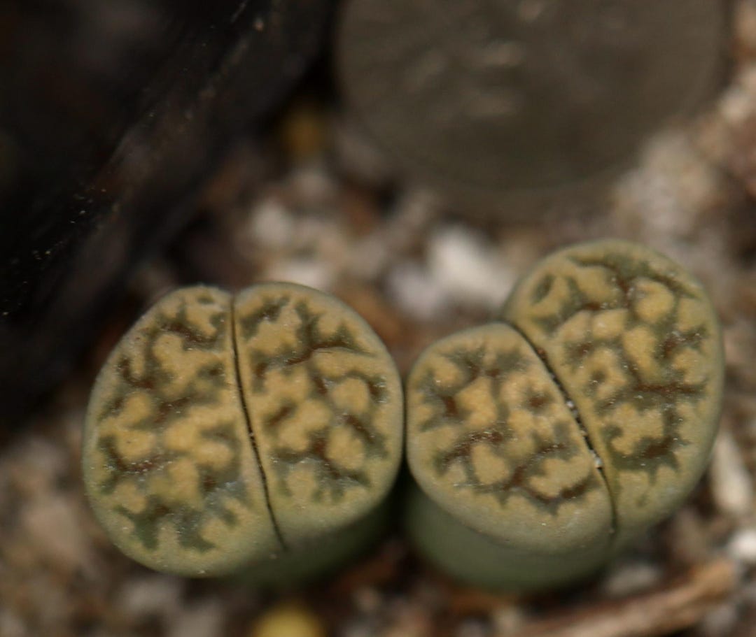 Plant- Lithops Karasmontana 'avocado Cream' C370A - Etsy