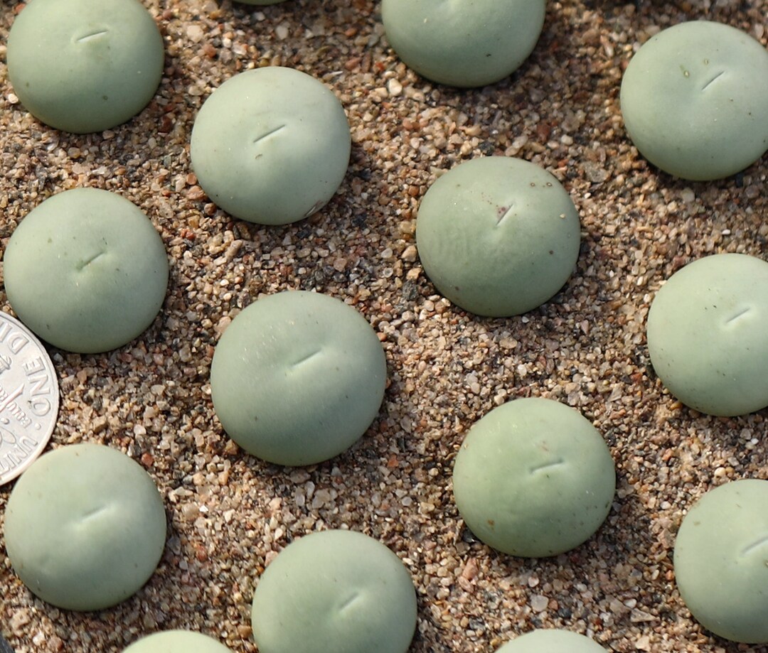 Plant-1- Conophytum Calculus - Etsy