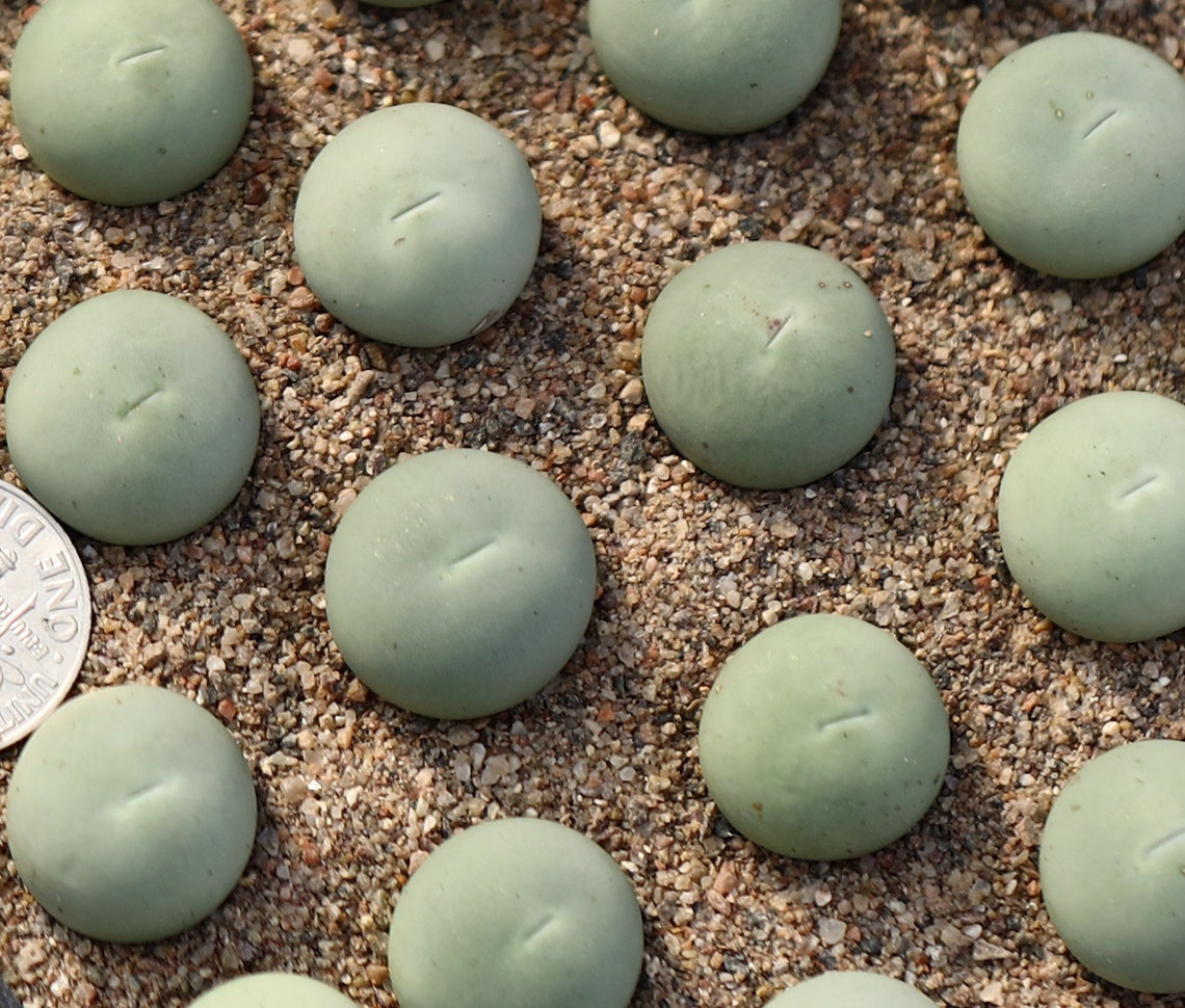 Plant-1 Conophytum Calculus - Etsy