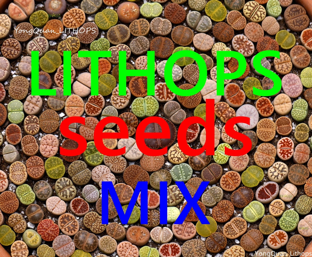 SEEDS- Lithops Color Living Stones MIX 100 Seeds - Etsy