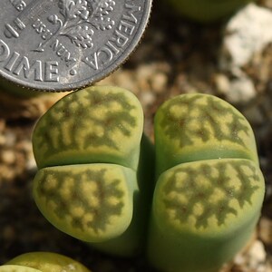 Plant Lithops Karasmontana 'avocado Cream' C370A - Etsy
