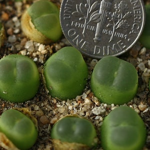 Plant-one-conophytum Ratum Horn - Etsy