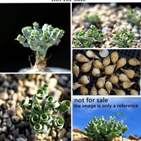 Rare Succulents, Albuca Concordiana Bulb, 0.5"-1", Live Plant - Etsy