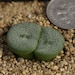 Plant Conophytum Crateriforme - Etsy