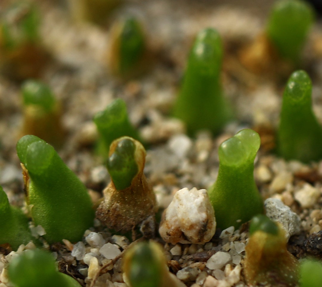 Plant-1- Conophytum Achabense - Etsy