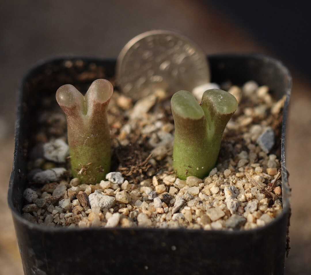 Plants-full Pot Conophytum Caroli Banke - Etsy