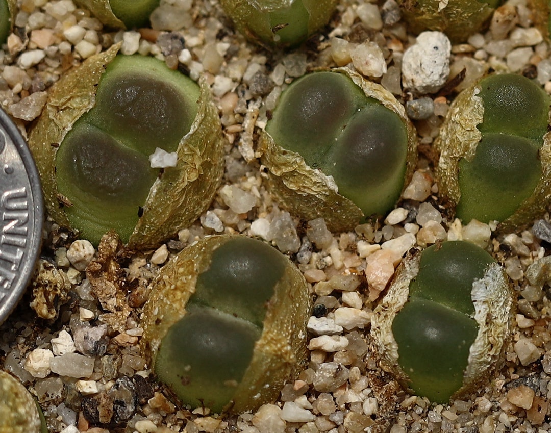 Plant-1- Conophytum Ratum SH1200 - Etsy