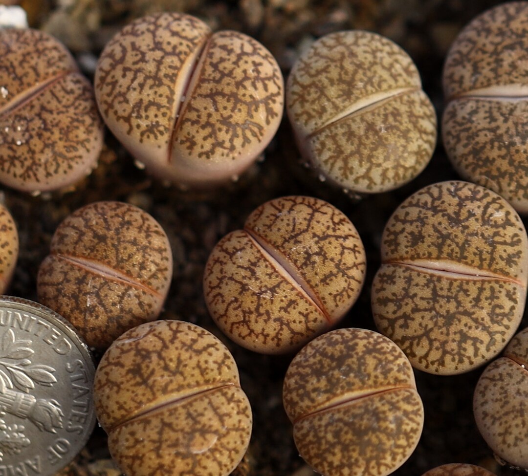 Plant -1- Dinteranthus.vanzylii × L.lesliei Dinterops “stonesthrow” - Etsy