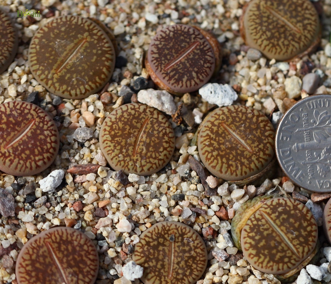 Plant-1- Lithops Aucampiae C48 - Etsy