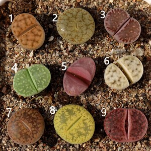 Plant - Combination 9 Plants Color Lithops - Etsy