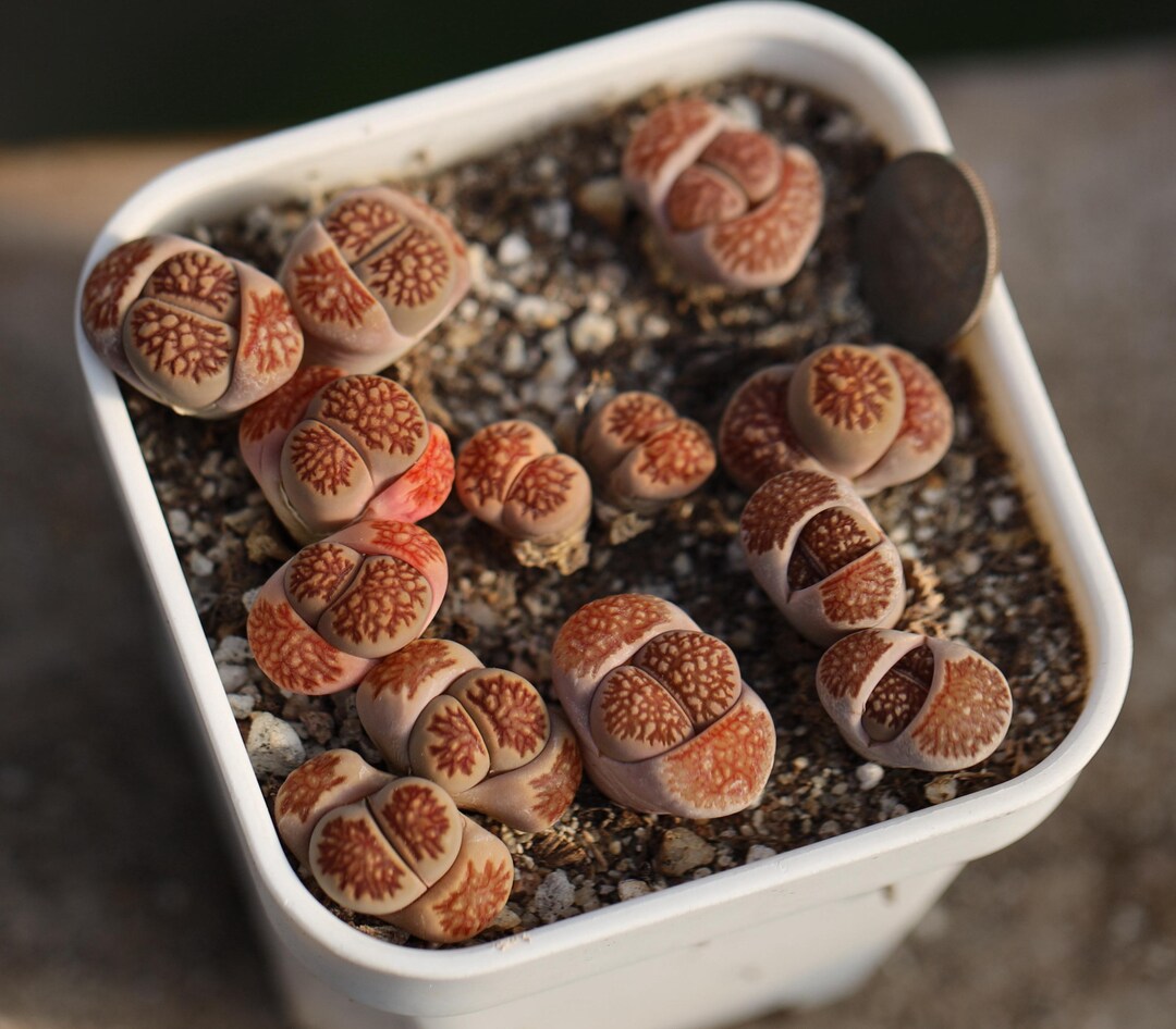 Plant - Lithops Julii 'kikukaseki' Full Pot - Etsy
