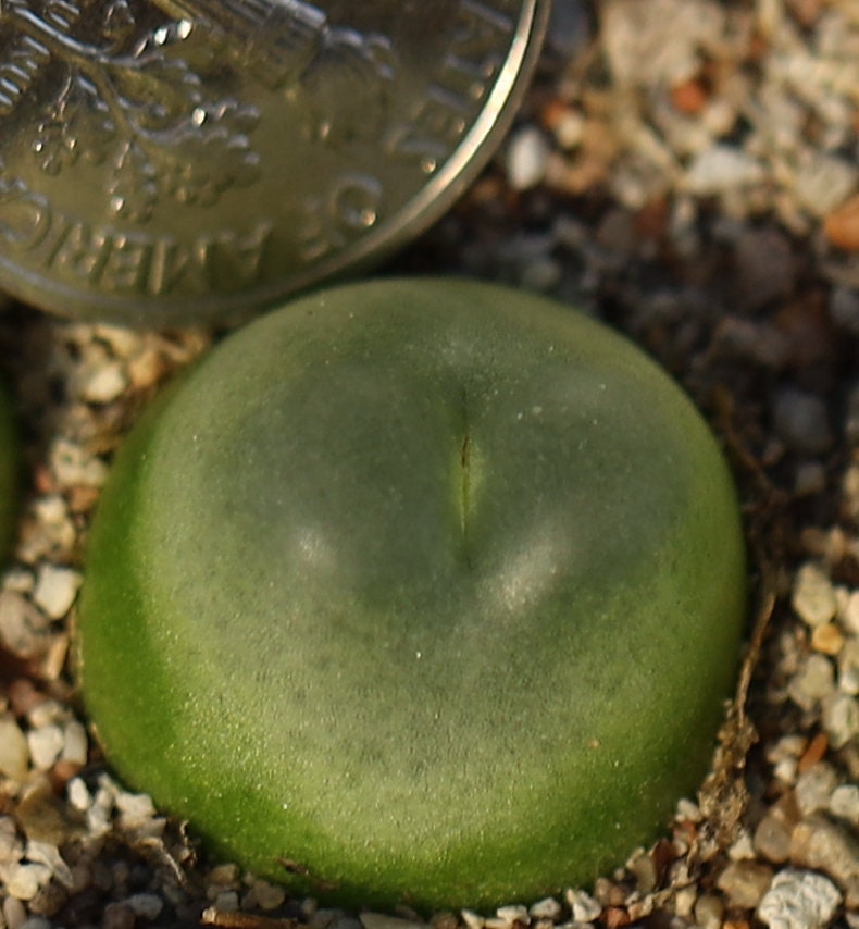 Plant Conophytum Ratum SH1200 - Etsy