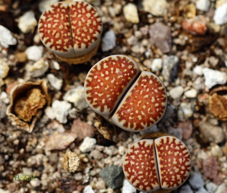 SEEDS Lithops Julii 10seeds 'red Flare' C259 - Etsy