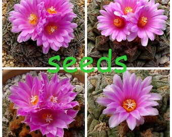 Aztekium Seeds - Etsy