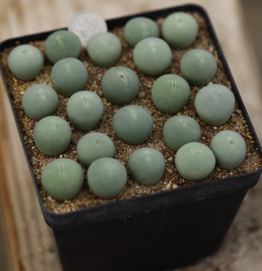 Plant -22- Conophytum Calculus Full Pot - Etsy