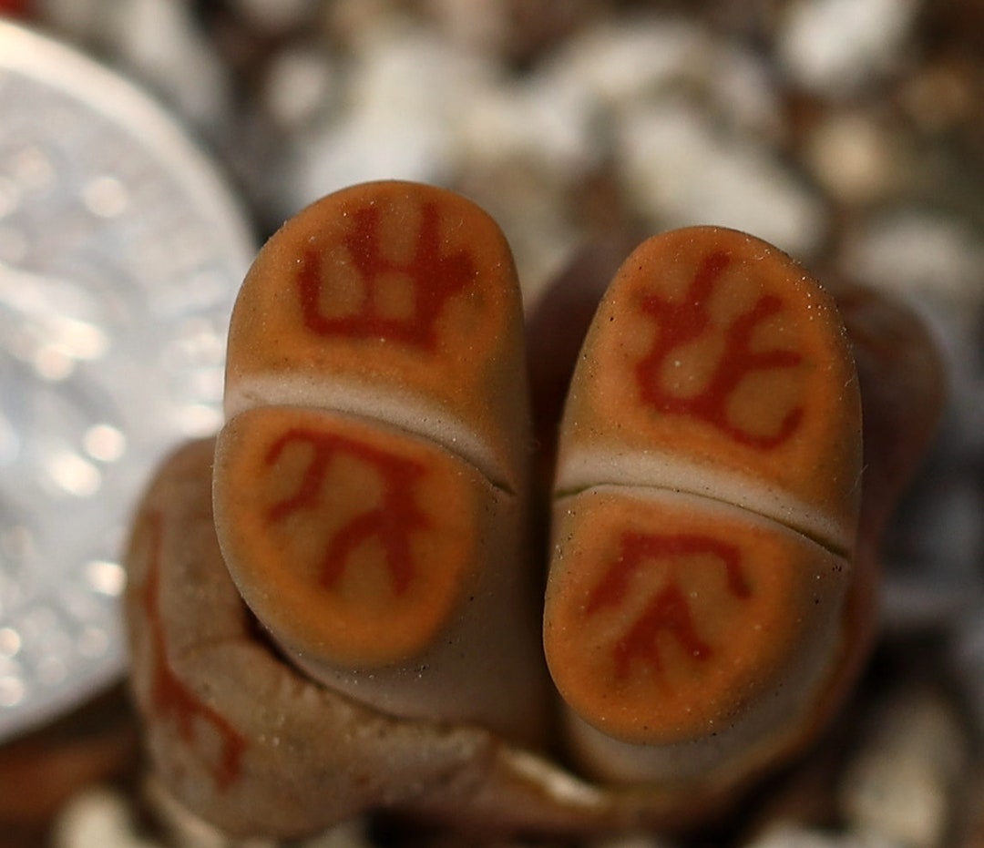 Plant one Lithops Schwantesii PVB8347 - Etsy